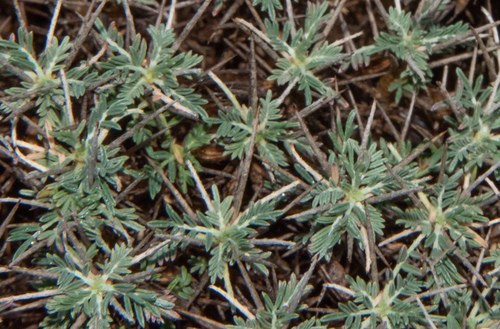 Astragalus balearicus - PictureThis