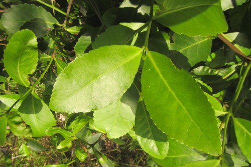Red-fruited olive plum (Elaeodendron australe) Flower, Leaf, Care, Uses ...