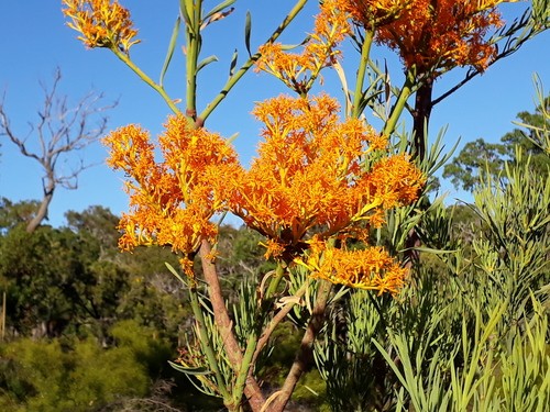 How to Plant and Grow Western australian christmas tree(Nuytsia floribunda)