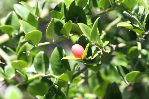 Lowveld numnum (Carissa bispinosa) Flower, Leaf, Care, Uses - PictureThis