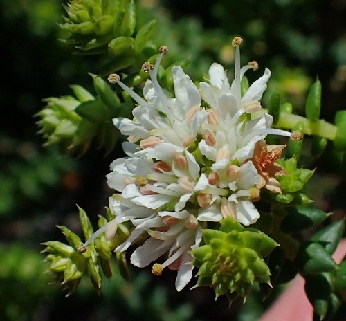 Agathosma apiculata - PictureThis
