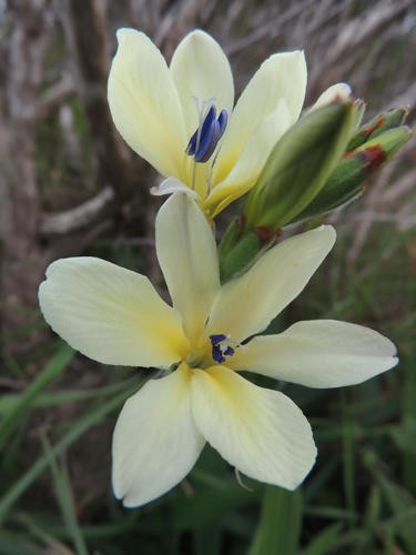 Baboon root (Babiana) Flower, Leaf, Care, Uses - PictureThis