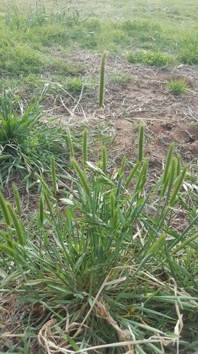 Hordeum pusillum - PictureThis