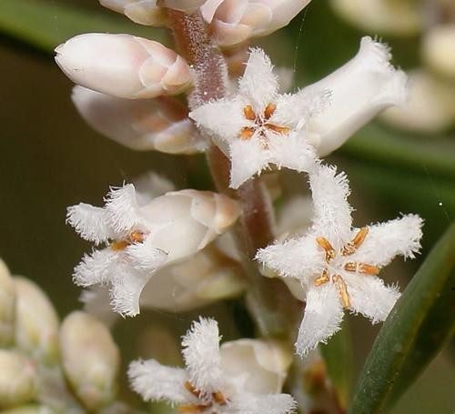Leucopogon australis - PictureThis