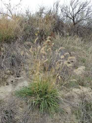 Crested wheatgrass (Agropyron cristatum) Flower, Leaf, Care, Uses ...