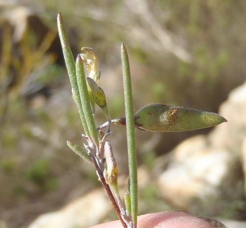 Rooibos (Aspalathus linearis) Flower, Leaf, Care, Uses - PictureThis