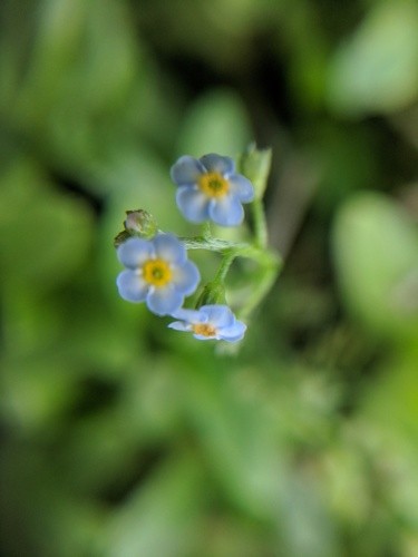 Bay forget-me-not (Myosotis laxa) Flower, Leaf, Care, Uses - PictureThis