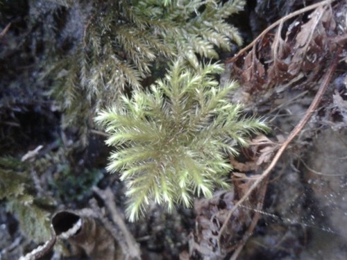 Hypnodendron Care (Watering, Fertilize, Pruning, Propagation) - PictureThis