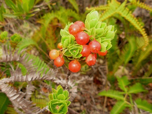 Vaccinium reticulatum - PictureThis