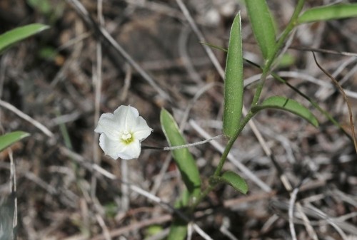 Evolvulus sericeus - PictureThis