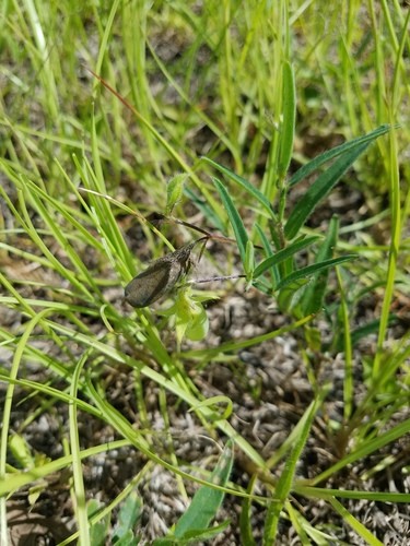 Arrowhead rattlebox (Crotalaria sagittalis) Flower, Leaf, Care, Uses ...