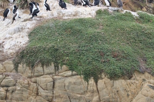 How to Plant and Grow New zealand ice plant(Disphyma australe)