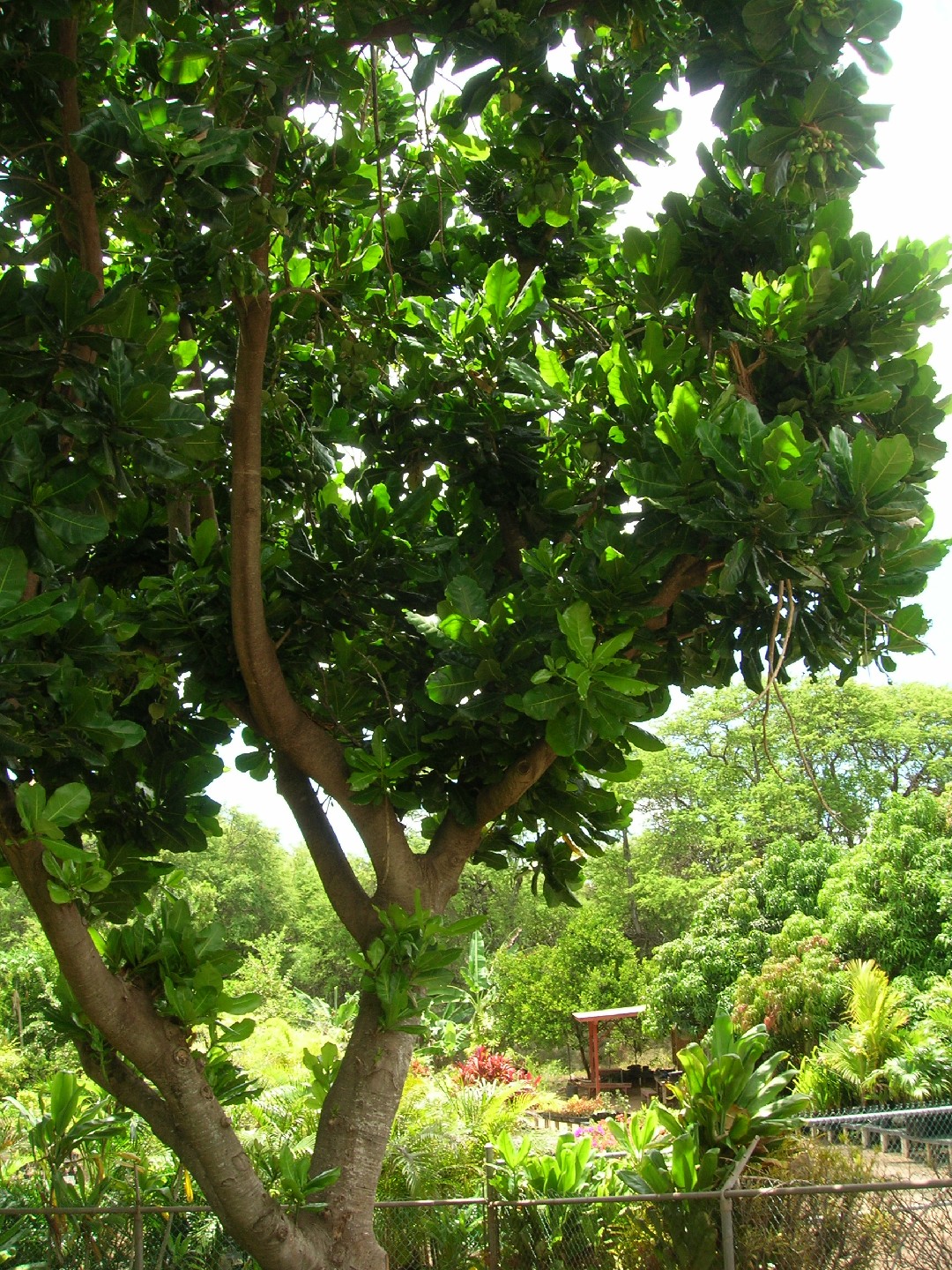 ゴバンノアシ（碁盤の脚） (Barringtonia asiatica) 花言葉，毒性，よくある質問 - PictureThis