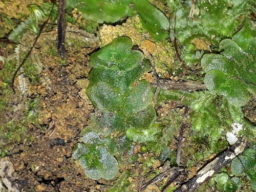 Treubia Care (Watering, Fertilize, Pruning, Propagation) - PictureThis