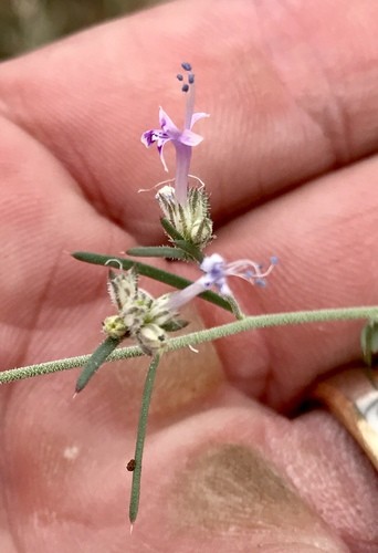 Manyflowered ipomopsis (Ipomopsis multiflora) Flower, Leaf, Care, Uses ...