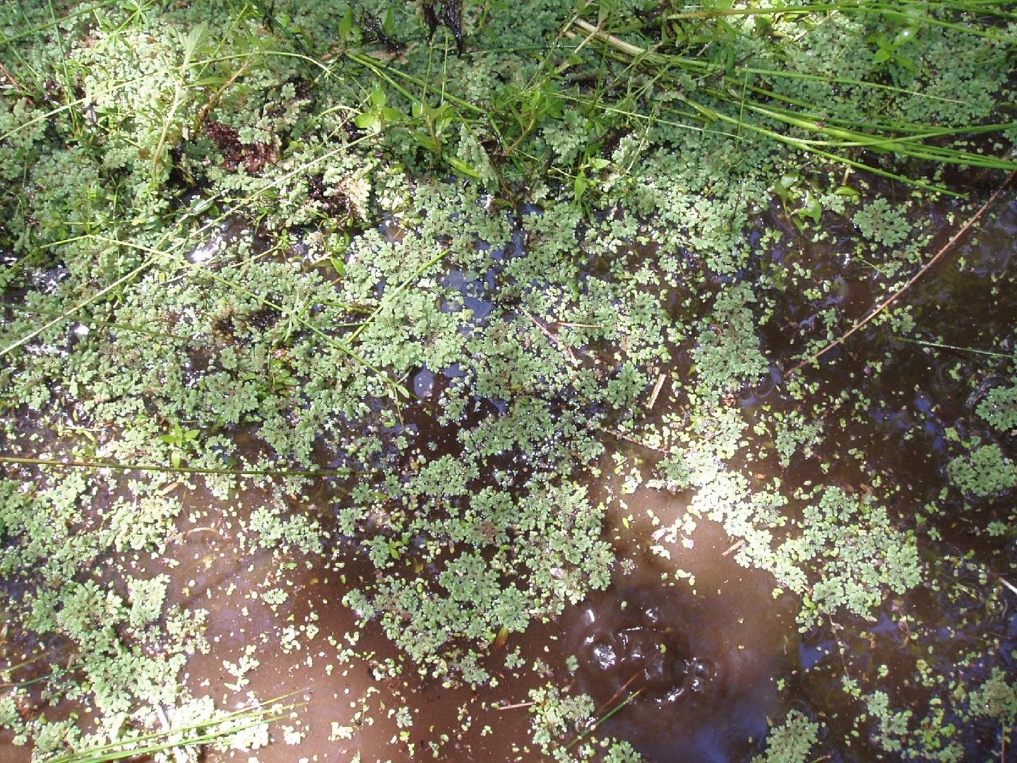 Azolla rubra - PictureThis