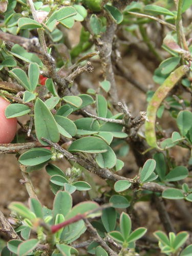 Indigofera Care (Watering, Fertilize, Pruning, Propagation) - PictureThis