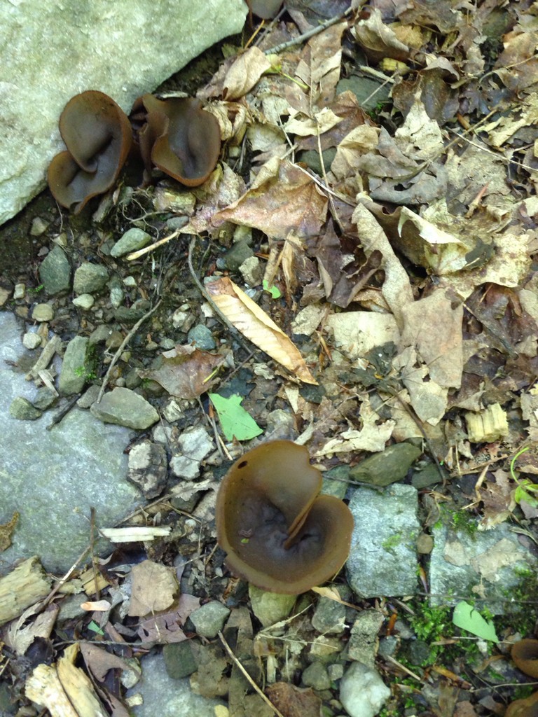 Picturethis - (Ascomycota) Ascomycota