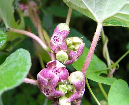 Dictyanthus sepicola 照顧，種植，繁殖，開花時間 - PictureThis