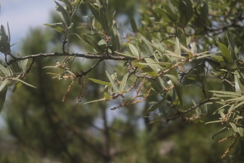 Encino amarillo (Quercus mexicana) - PictureThis