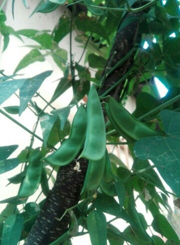 Haricot de lima (Phaseolus lunatus) - PictureThis