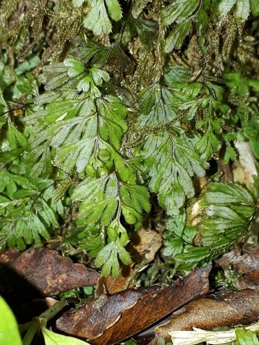Hymenophyllum revolutum - PictureThis