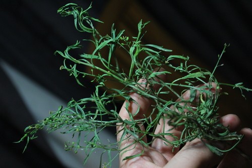 African pepperwort (Lepidium africanum) Flower, Leaf, Care, Uses ...