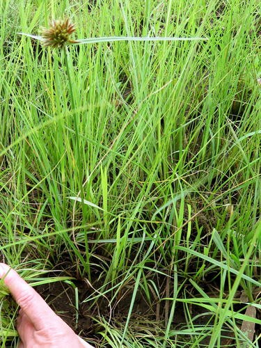 Cyperus congestus - PictureThis