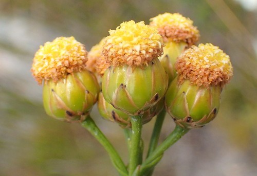 Athanasia linifolia - PictureThis