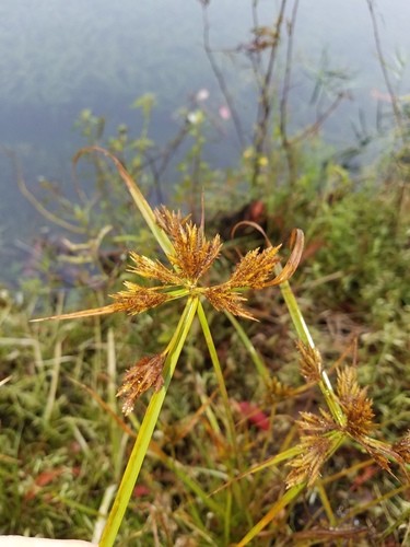 Manyspike flatsedge (Cyperus polystachyos) Flower, Leaf, Care, Uses ...