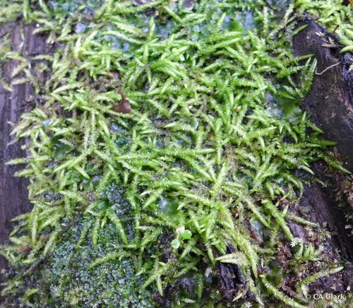 Amblystegiaceae Flower, Leaf, Care, Uses - PictureThis