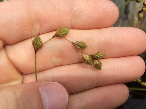 Marsh straw sedge (Carex hormathodes) Flower, Leaf, Care, Uses ...