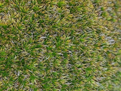 Epipterygium moss Care (Watering, Fertilize, Pruning, Propagation ...