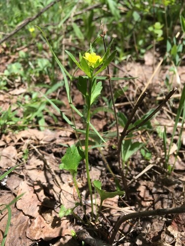 Ranunculus inamoenus - PictureThis