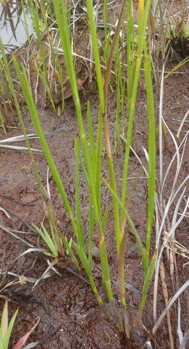 Fuirena hirsuta - PictureThis