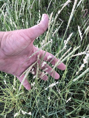 Toboso (Hilaria mutica) - PictureThis