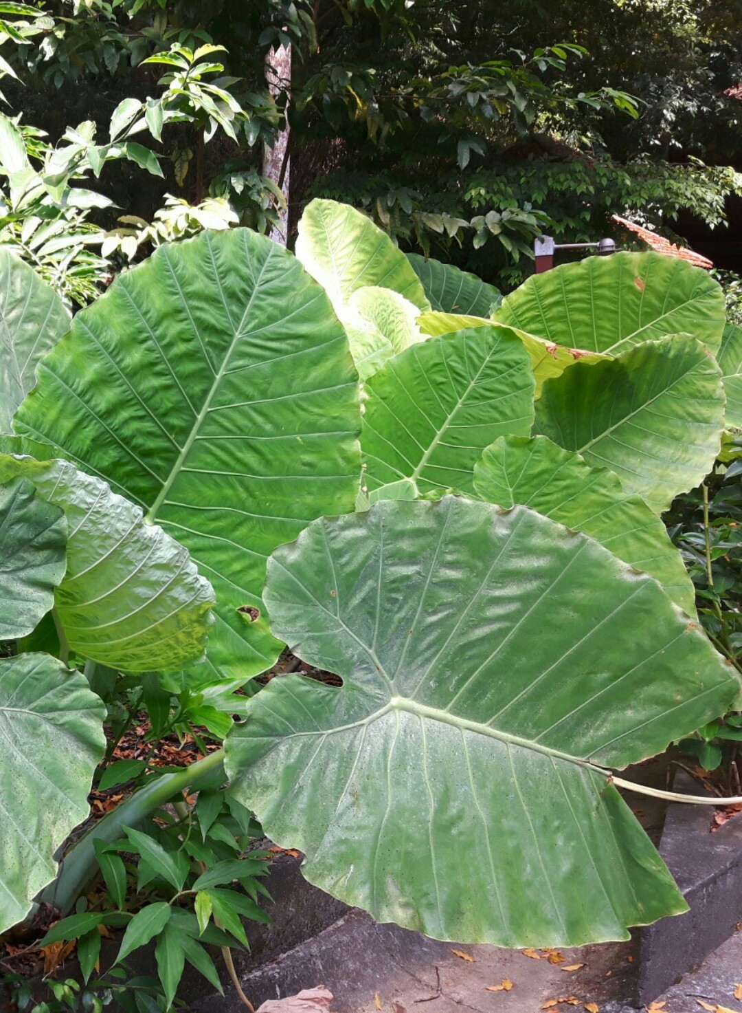 Colocasia Flower, Leaf, Care, Uses - PictureThis