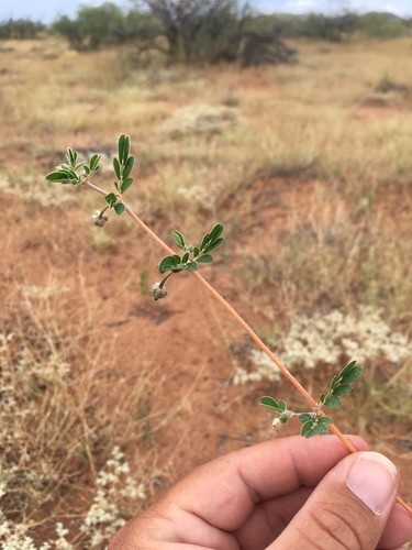 Contrayerba (Kallstroemia parviflora) - PictureThis