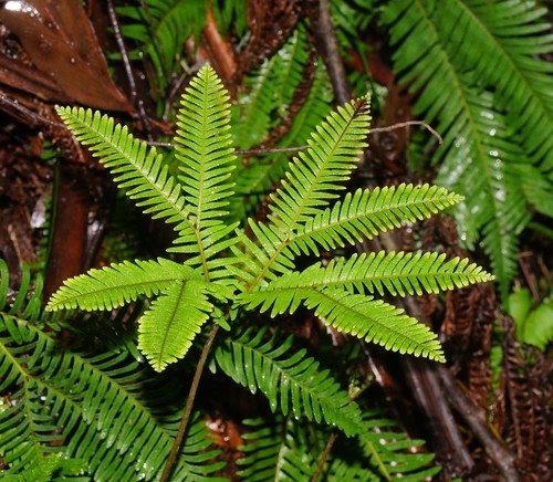 Spreading fan-fern (Sticherus urceolatus) Flower, Leaf, Care, Uses ...