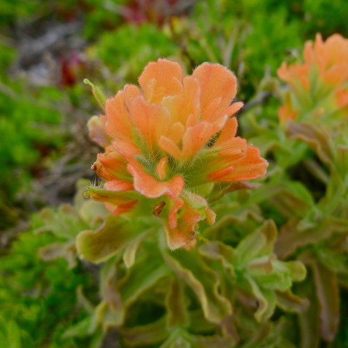Castilleja latifolia - PictureThis