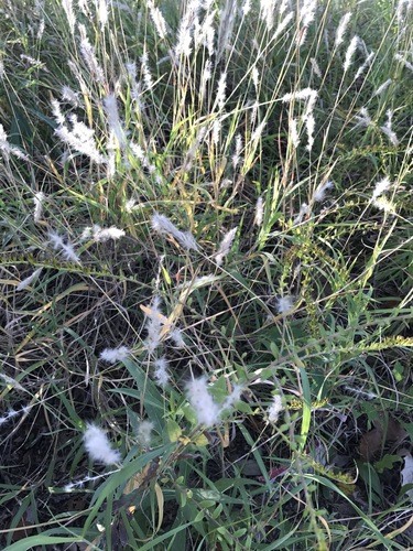Cola de liebre (Bothriochloa laguroides) - PictureThis