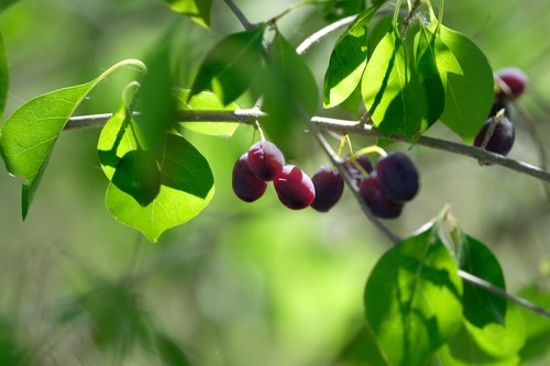 Forestiera acuminata - PictureThis