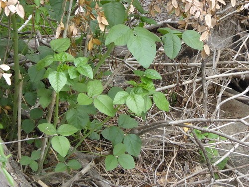 Rupertia - PictureThis