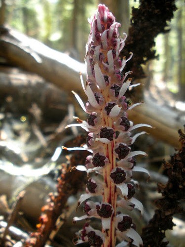 Allotropa virgata - PictureThis