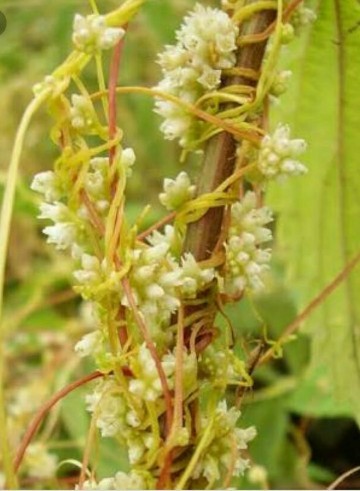 Compact dodder (Cuscuta compacta) Flower, Leaf, Care, Uses - PictureThis
