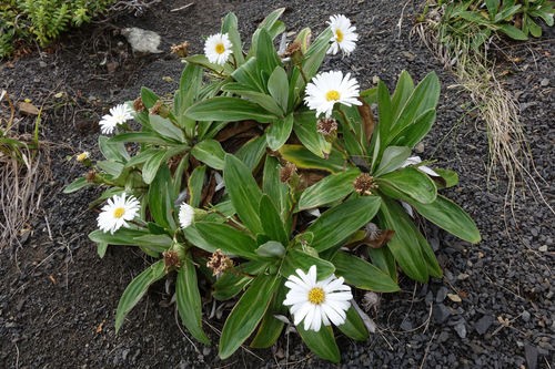 Mountain daisy Care (Watering, Fertilize, Pruning, Propagation ...