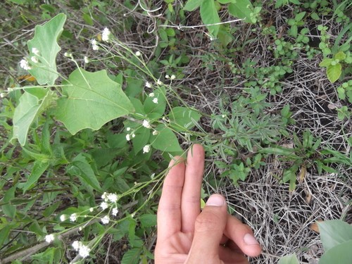 Florestina Flower, Leaf, Care, Uses - PictureThis