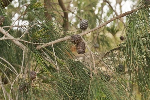 Drooping she-oak (Allocasuarina verticillata) Flower, Leaf, Care, Uses ...