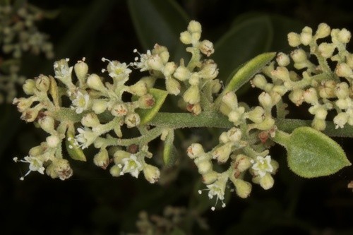 Cryptocarpus pyriformis Flower, Leaf, Care, Uses - PictureThis