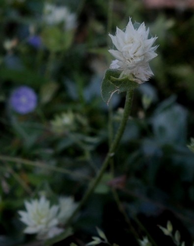 Amor seco (Gomphrena nitida) - PictureThis